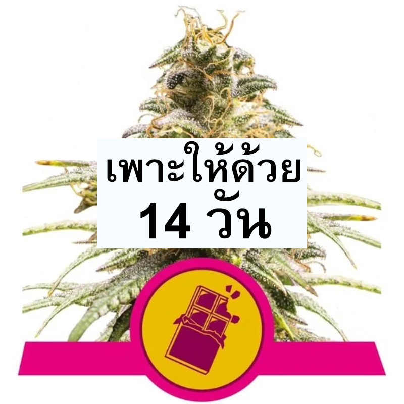 เมล็ดค่าย + บริการเพาะ Chocolate Haze Photo 1 เมล็ด ()