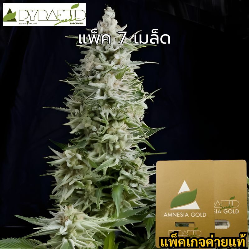เมล็ด AMNESIA GOLD ค่าย Pyramid Seeds แพ็ค 7 เมล็ด ( ชื่อพันธุ์ ...