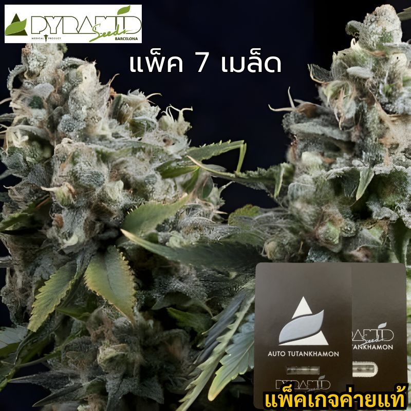 เมล็ด Auto Tutankhamon ค่าย Pyramid Seeds แพ็ค 7 เมล็ด ( ชื่อพันธุ์ ...