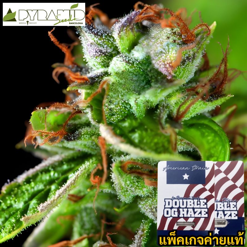 เมล็ด Double OG Haze ค่าย Pyramid Seeds แพ็ค 4 เมล็ด ( ชื่อพันธุ์ ...