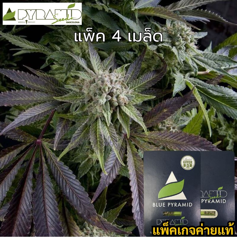 เมล็ด Blue Pyramid ค่าย Pyramid Seeds แพ็ค 4 เมล็ด ( ชื่อพันธุ์ : Blue ...