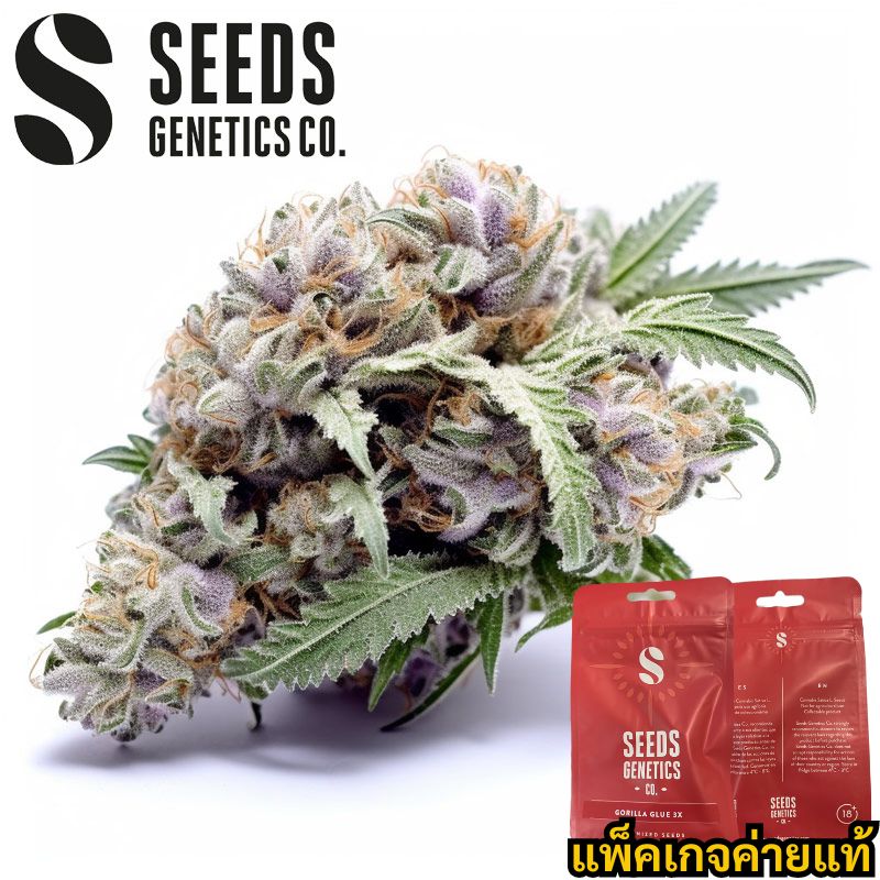 เมล็ดค่าย Seeds Genetics Gorilla Glue Photo แพ็ค 3 เมล็ด ( ชื่อพันธุ์ ...