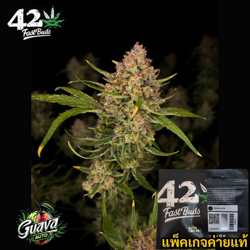 เมล็ด Guava Auto ค่าย 420 fastbuds แพ็ค 1 เมล็ด ( ชื่อพันธุ์ : Guava ...