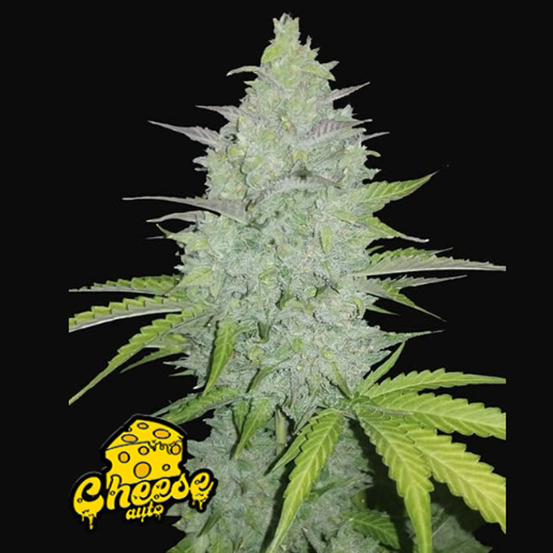 เมล็ด Original Cheese Auto ค่าย 420 fastbuds แพ็ค 1 เมล็ด ( ชื่อพันธุ์ ...