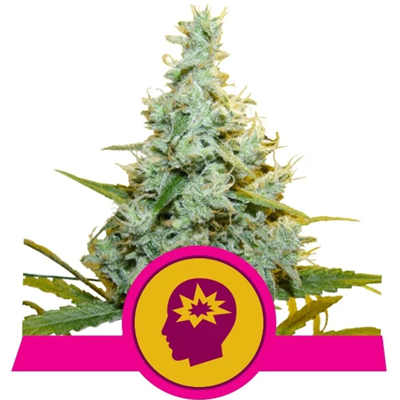 เมล็ดค่าย AMG - Amnesia Mac Ganja Photo ( ชื่อพันธุ์ : AMG- Amnesia Mac ...