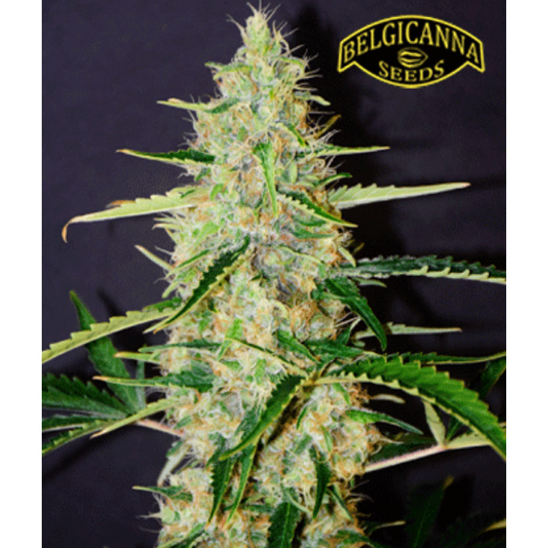 เมล็ดค่าย Over load แพ็ค 5 เมล็ด ( ชื่อพันธุ์ : Over load ค่าย : belgicanna-thailand