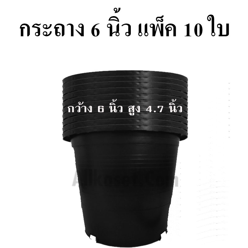 กระถาง 6 นิ้ว แพ็ค 10 ใบ ()