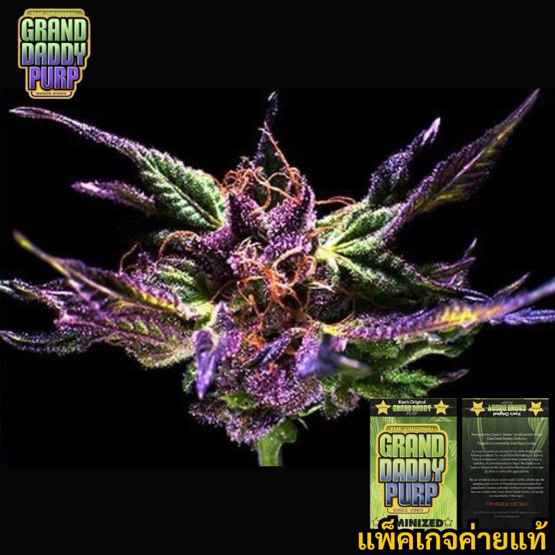 เมล็ด Ken Original ค่าย Grand Daddy Purp แพ็ค 5 เมล็ด ( ชื่อพันธุ์ : Ken Original ค่าย : Grand ...