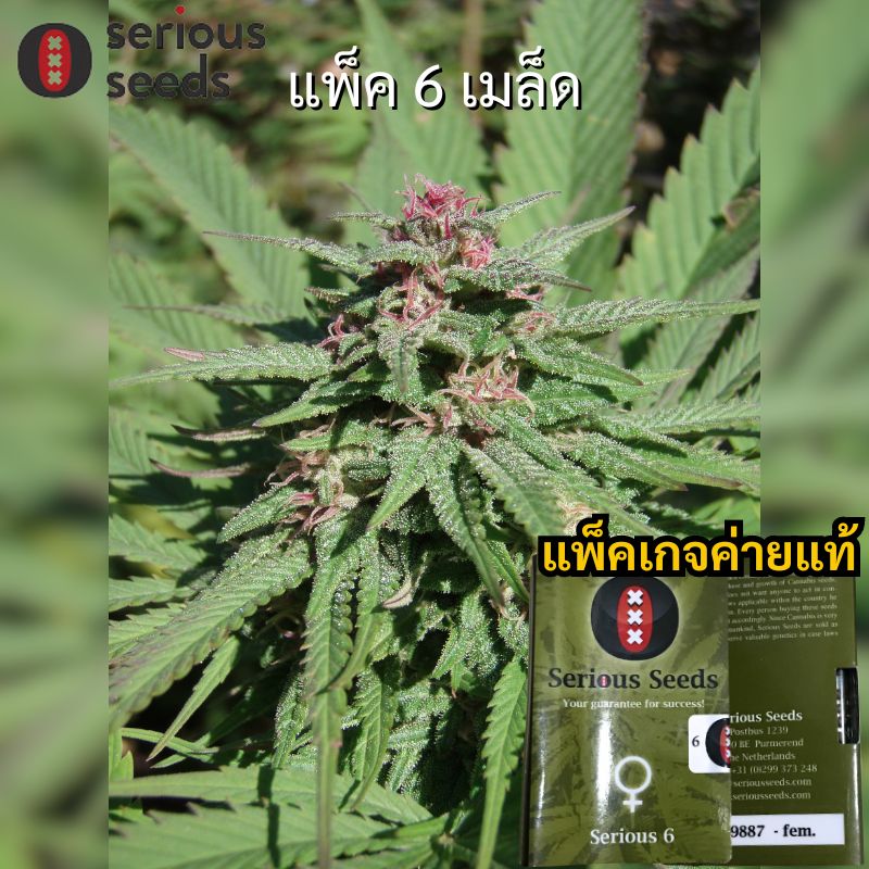 เมล็ด Serious 6 ค่าย Serious Seeds แพ็ค 6 เมล็ด ( ชื่อพันธุ์ : Serious 6 ค่าย : Serious Seeds 