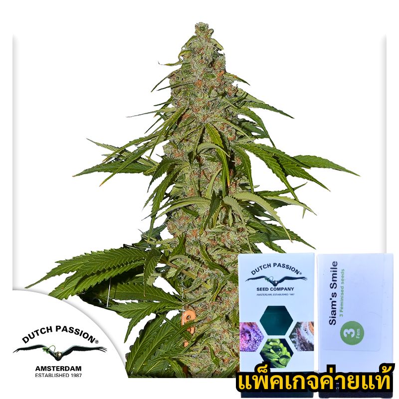 เมล็ด Siam Smile ค่าย Dutch Passion แพ็ค 3 เมล็ด ( ชื่อพันธุ์ : Siam Smile ค่าย : Dutch Passion