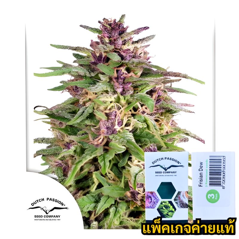 เมล็ด Frisian Dew ค่าย Dutch Passion แพ็ค 3 เมล็ด ( ชื่อพันธุ์ : Frisian Dew ค่าย : Dutch Passion