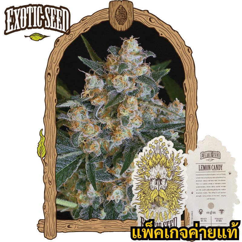 เมล็ด Lemon Candy ค่าย Exotic Seed แพ็ค 5 เมล็ด ( ชื่อพันธุ์ : Lemon Candy ค่าย : Exotic Seed 