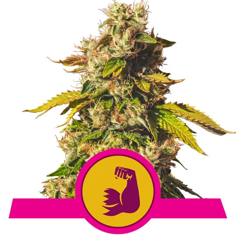 เมล็ดค่าย Hulkberry Photo ( ชื่อพันธุ์ : Hulkberry ค่าย : Royal Queen พันธุ์